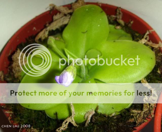 What Are These Two Pings? - Pinguicula - Carnivorous Plants UK