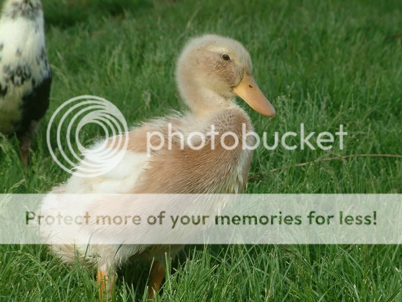 Rare Saxony ducklings for sale - Local pickup. | BackYard Chickens ...