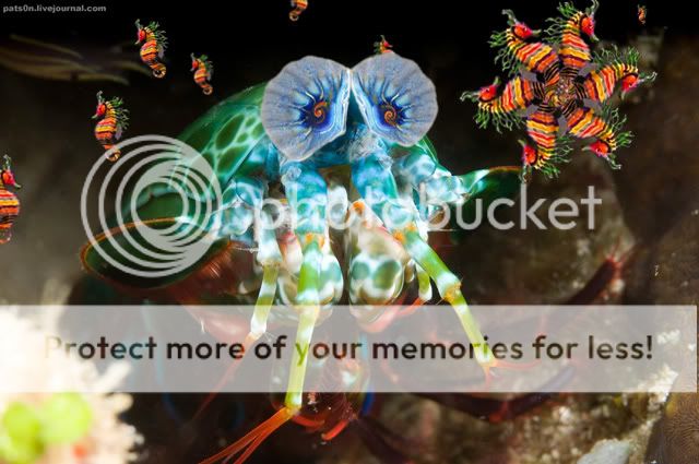FARK.com: (5288631) Photoshop this multicolored mantis shrimp