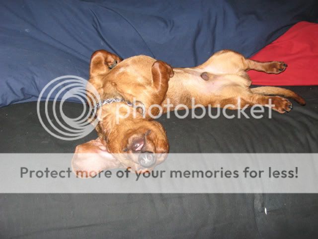 FARK.com: (4514766) Scientists figure out why weiner dogs have short ...