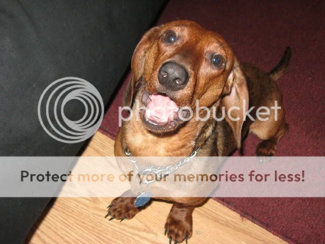 FARK.com: (4514766) Scientists figure out why weiner dogs have short ...