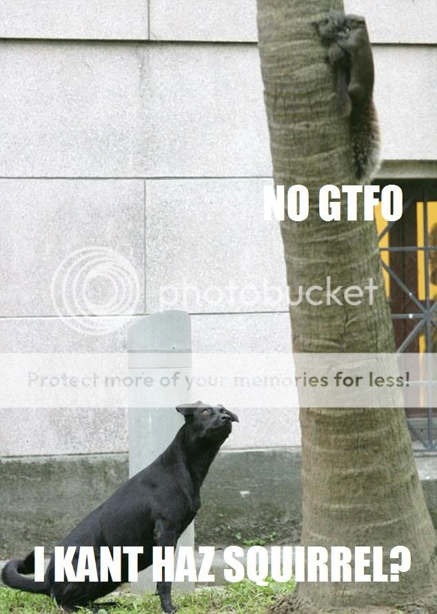 FARK.com: (4794067) Several pictures of a squirrel with enormous balls ...