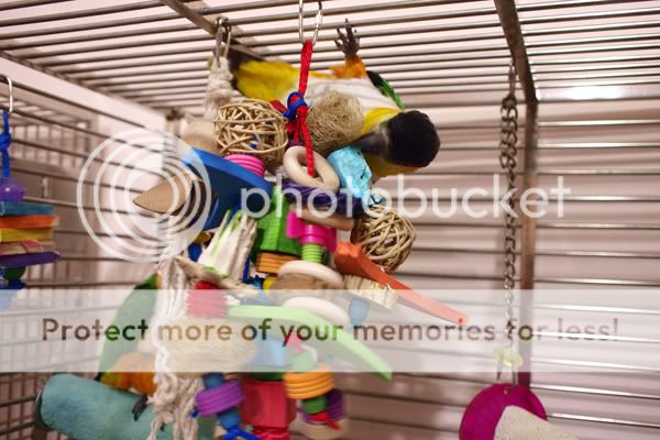 My first order - blu's bird toys & things for wings | Avian Avenue ...