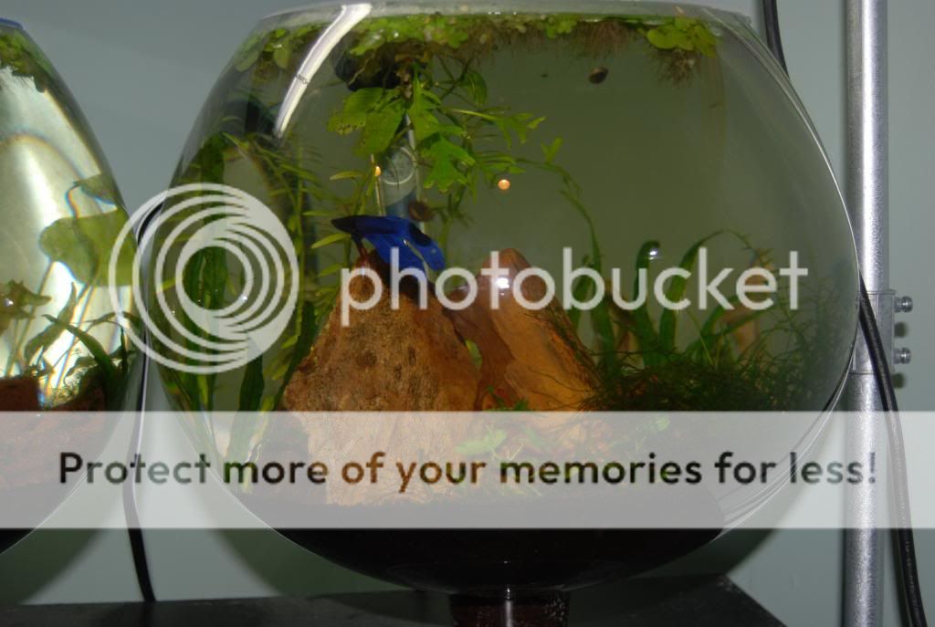 Two Bowls, One Table - a Walstad attempt | The Planted Tank Forum