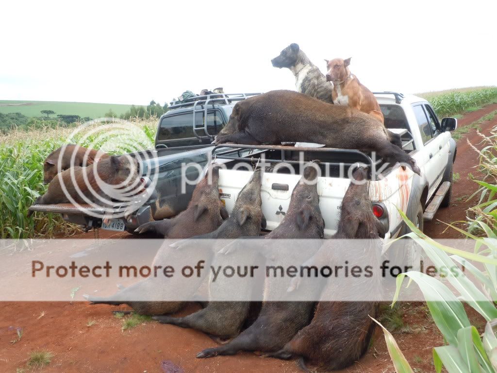 Hunting Photos post your pics here! | Page 28 | Lone Star Boars